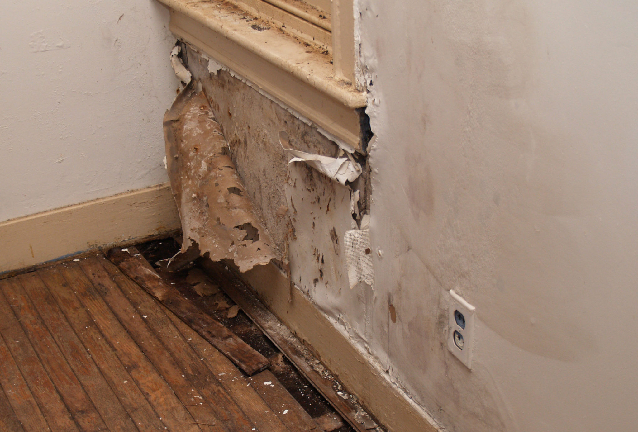 What You Need to Know About Wet Walls and Mold Growth | Drywall by AMFA